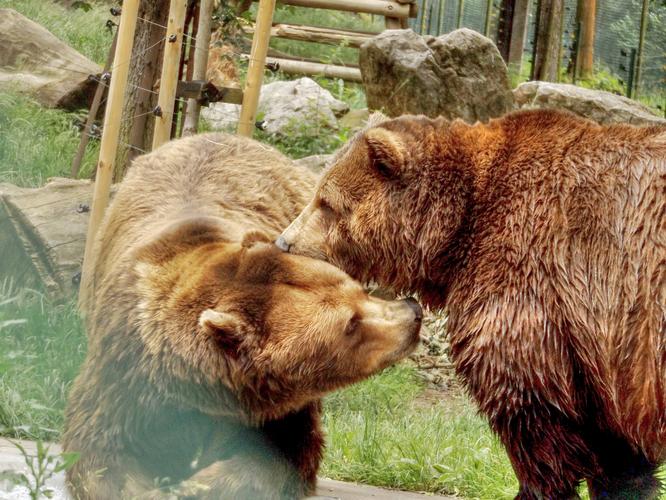 Medvědi Beroun – Seznam.cz